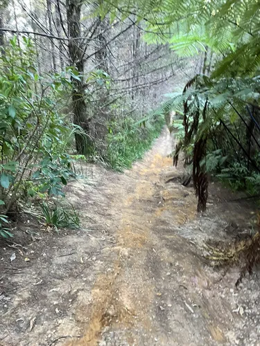 Best Short Trails in Riverhead Forest | AllTrails