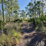 Gordon River Greenway, Florida - 927 Reviews, Map | AllTrails