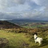 Hergest Ridge Circular, Herefordshire, England - 19 Reviews, Map ...