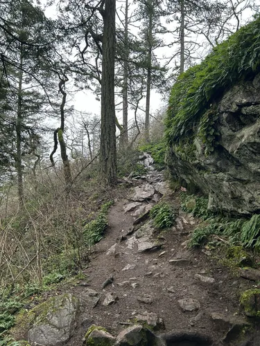 Best Dog Friendly Trails in PKOLS (Mount Douglas) Park | AllTrails