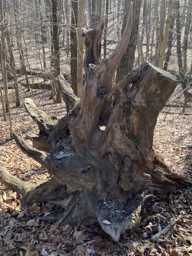 Best Hikes and Trails in Oak Ridge Conservation Park | AllTrails