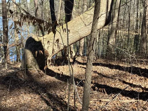 Best Kid Friendly Trails in Clemson Experimental Forest | AllTrails