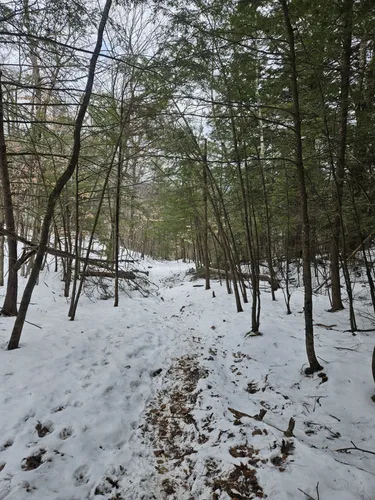 Best Snowshoeing Trails in Center Strafford | AllTrails