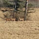 Buzzard Swamp Loop Trail, Pennsylvania - 85 Reviews, Map | AllTrails