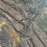 French Canyon Trail, Illinois - 650 Reviews, Map | AllTrails