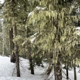 Bennett Pass Road Out-and-Back, Oregon - 276 Reviews, Map | AllTrails