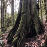 Forest Park Ridge Trail, Oregon - 1,267 Reviews, Map | AllTrails