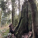 Forest Park Ridge Trail, Oregon - 1,267 Reviews, Map | AllTrails