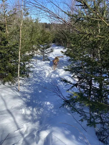Best Hikes and Trails in East Montpelier Trails | AllTrails