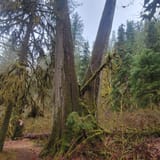 Baker River Trail, Washington - 237 Reviews, Map | AllTrails