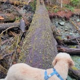 Baker River Trail, Washington - 237 Reviews, Map | AllTrails