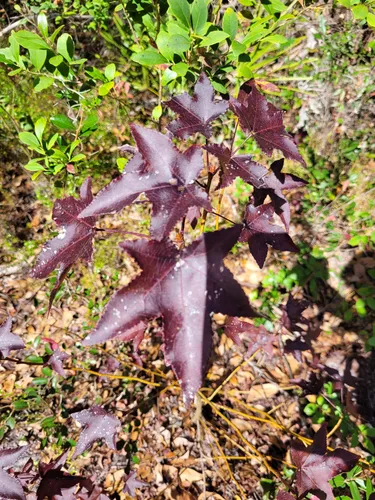 Best Hikes and Trails in Fish Hawk Nature Preserve South | AllTrails