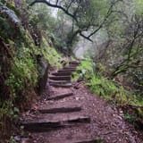 Dipsea Trail, California - 1,448 Reviews, Map | AllTrails