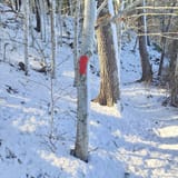 Flax Pond, Massachusetts - 235 Reviews, Map | AllTrails