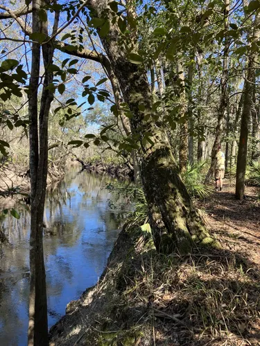 Best Hikes and Trails in Aucilla Wildlife Management Area | AllTrails