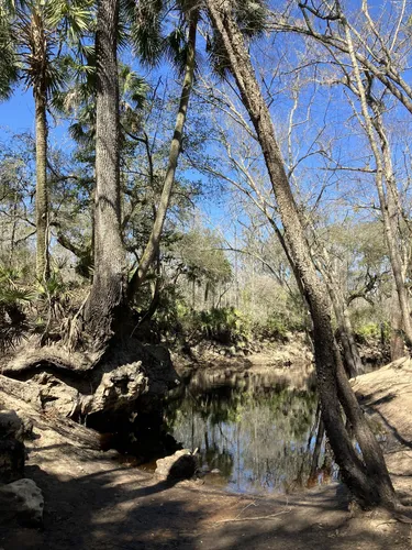 Best Hikes and Trails in Aucilla Wildlife Management Area | AllTrails