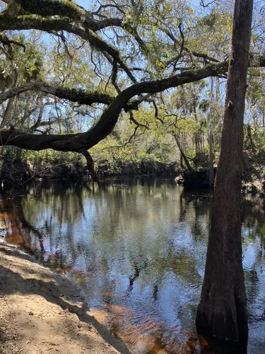Best Hikes and Trails in Aucilla Wildlife Management Area | AllTrails