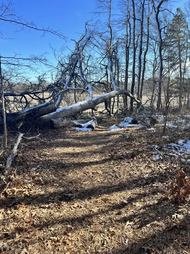 Best Hikes and Trails in Shawme-Crowell State Forest | AllTrails