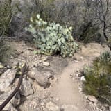 Mule Ear Spring, Texas - 471 Reviews, Map | AllTrails