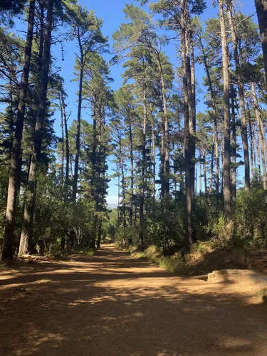 Best Hikes and Trails in Newlands Forest | AllTrails