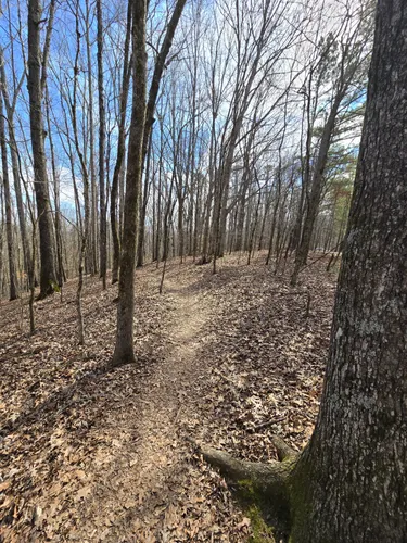 Best Hikes and Trails in The Ridge Nature Area | AllTrails
