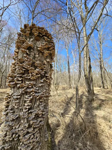 Best Hikes and Trails in The Ridge Nature Area | AllTrails