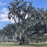 Cane Bayou Trail, Louisiana - 539 Reviews, Map | AllTrails