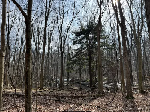 Best Easy Trails in Backus Woods | AllTrails