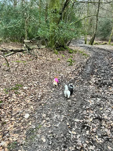 Best Hikes and Trails in Ashdown Forest | AllTrails