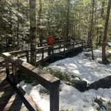 Trail of Two Forests Trail , Washington - 309 Reviews, Map | AllTrails