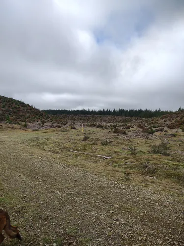 Best Easy Trails in Tahuya State Forest | AllTrails