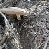 Lost Lake Nature Trail, California - 183 Reviews, Map | AllTrails