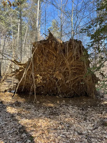 Best Hikes and Trails in Ferdinand State Forest | AllTrails