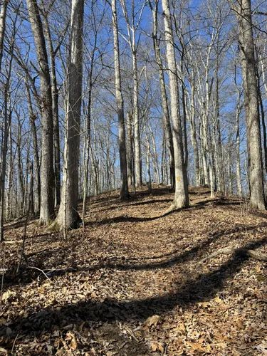 Best Hikes and Trails in Ferdinand State Forest | AllTrails