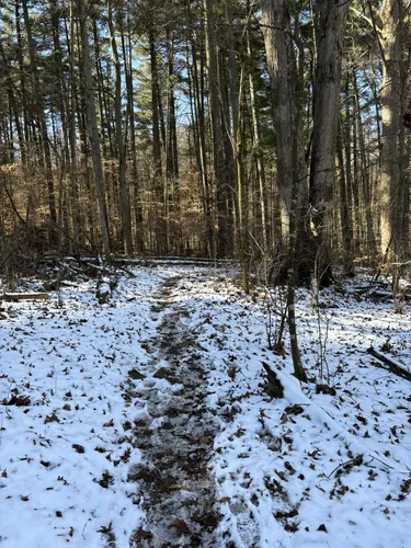 Best Hikes and Trails in Ferdinand State Forest | AllTrails