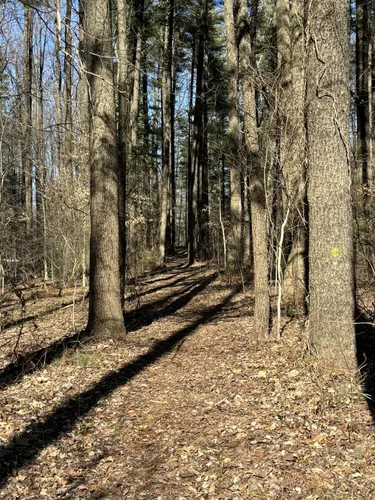 Best Hikes and Trails in Ferdinand State Forest | AllTrails