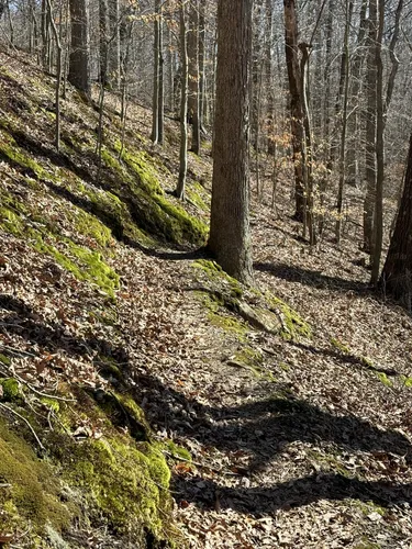 Best Hikes and Trails in Ferdinand State Forest | AllTrails