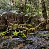 Junee Cave Track, Tasmania, Australia - 98 Reviews, Map | AllTrails