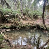 Junee Cave Track, Tasmania, Australia - 98 Reviews, Map | AllTrails