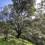 Turtleback Point Loop, California - 155 Reviews, Map | AllTrails