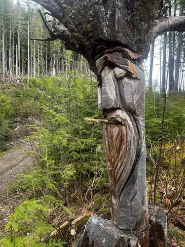 Best Hikes and Trails in Cat Lake Recreation Site | AllTrails