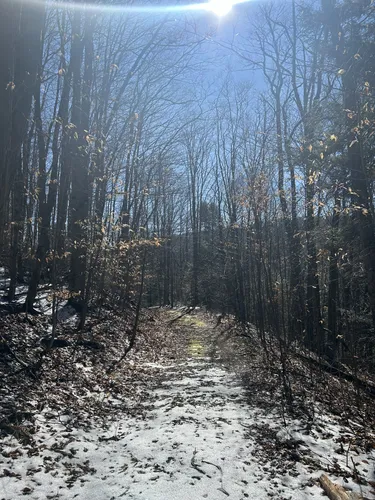 Best Hikes and Trails in Lyman Run State Park | AllTrails