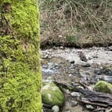 Byrne Creek Ravine Loop Trail, British Columbia, Canada - 878 Reviews ...