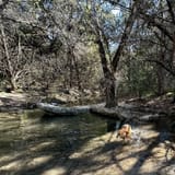 Turkey Creek Trail, Texas - 2,349 Reviews, Map | AllTrails