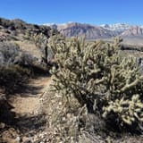 Fossil Ridge Loop, Nevada - 831 Reviews, Map | AllTrails