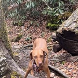 South Toe River Loop, North Carolina - 105 Reviews, Map | AllTrails