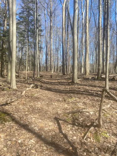 Best Hikes and Trails in Zoar Valley Multiple Use Area | AllTrails