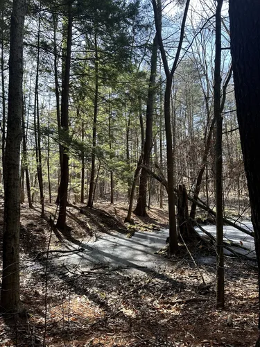 Ushers Road State Forest: de beste routes om te wandelen | AllTrails