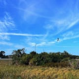 Brevard Zoo Linear Park Trail, Florida - 831 Reviews, Map | AllTrails