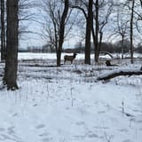 Busse Woods Loop Trail, Illinois - 2,437 Reviews, Map | AllTrails